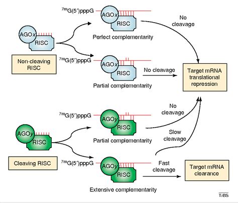 Figure From SiRNA And MiRNA An Insight Into RISCs Semantic Scholar