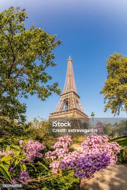 프랑스 파리의 푸른 하늘을 배경으로 봄나무가 있는 에펠탑 센 강에 대한 스톡 사진 및 기타 이미지 센 강 거리 건물 외관 Istock