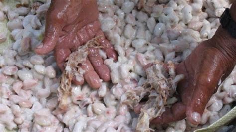 Cocoa How Fermentation Of Cocoa Is Done