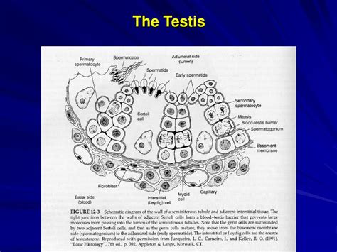 Ppt Sex Determination And Differentiation Powerpoint Presentation Free Download Id