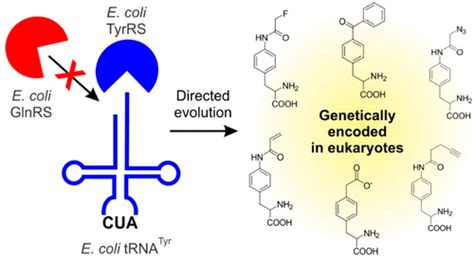 设计大肠杆菌酪氨酰 Trna 合成酶的简便平台为真核生物遗传密码增加了新的化学成分，包括磷酸酪氨酸模拟物acs Central