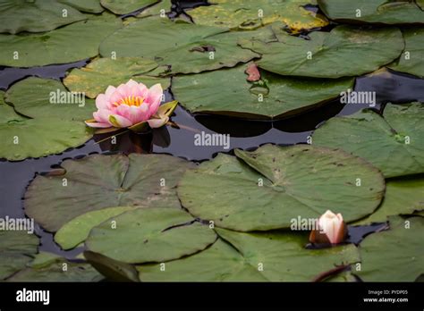 Water Lilly Flower Detail With Other Flower Bud And The Leaves In The