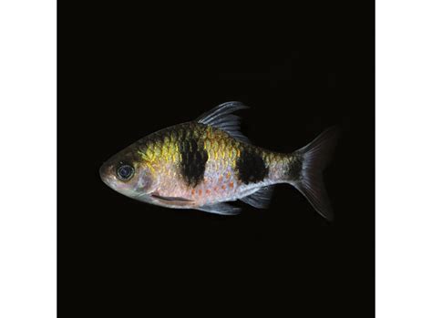 Барбус арулиус Dawkinsia Arulius купить по выгодной цене в интернет