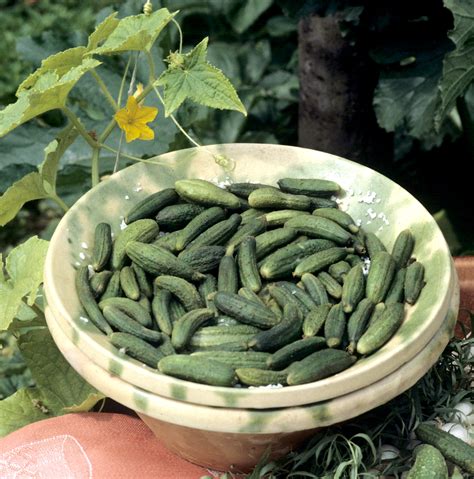 Cornichon Etymology At Kathryn Ono Blog