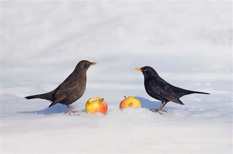 100 Blackbird Wallpapers