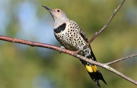 Woodpeckers In California Picture And Id Guide