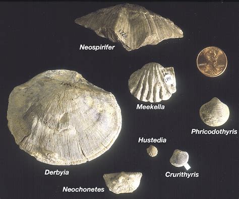 Shell Fossils Identification