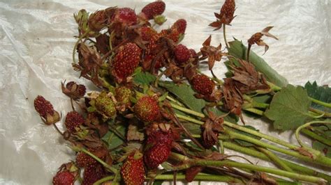 ПОЧЕМУ СОХНУТ ЯГОДЫ КЛУБНИКИ НА КУСТАХ ПРИЧИНЫ ЗАСЫХАНИЯ ЯГОД КЛУБНИКИ НА КУСТАХ Youtube