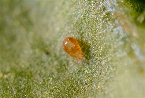 Neoseiulus Californicus Predatory Mite For Spider Mite Control