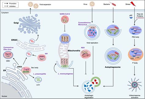 Cell系列综述：曹雪涛院士解读宿主与病原体相互作用的关键调控因子——生物分子凝聚体 生物科技 健康一线资讯