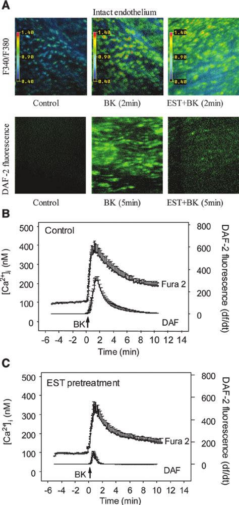 Simultaneous In Situ Measurements Of Intracellular Ca 2 ϩ Concentra