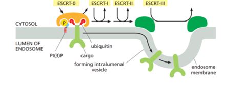 Exosome Biogenesis Pathways Flashcards Quizlet