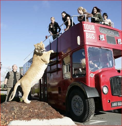 Solve Liger Hercules Hes The Worlds Largest Cat Lion Father