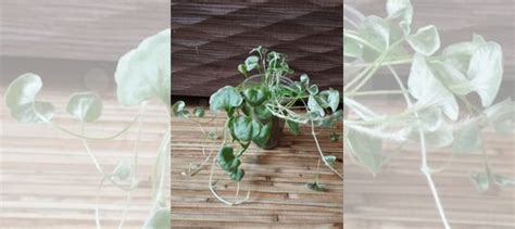 Дихондра серебристая купить в Чебоксарах Товары для дома и дачи Авито