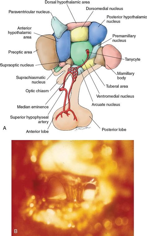 Reproductive Endocrinology Neuroendocrinology Gonadotropins Sex