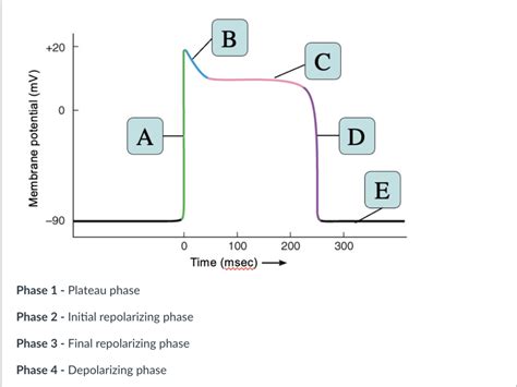 Cardiac Action Potential Diagram Quizlet