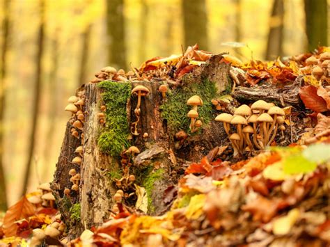 Backward Variable Selection For Pls Regression • Nirpy Research