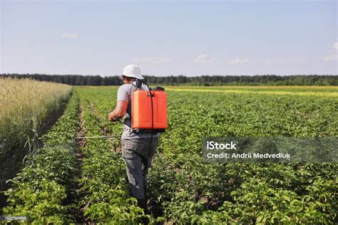 안개 분무기를 가진 농부는 해충과 곰팡이 감염에서 감자 농장을 취급합니다 농업에 화학 물질을 사용 하 여 농업과 농업 수확 가공 보호 및 관리 전원 장면에 대한 스톡 사진