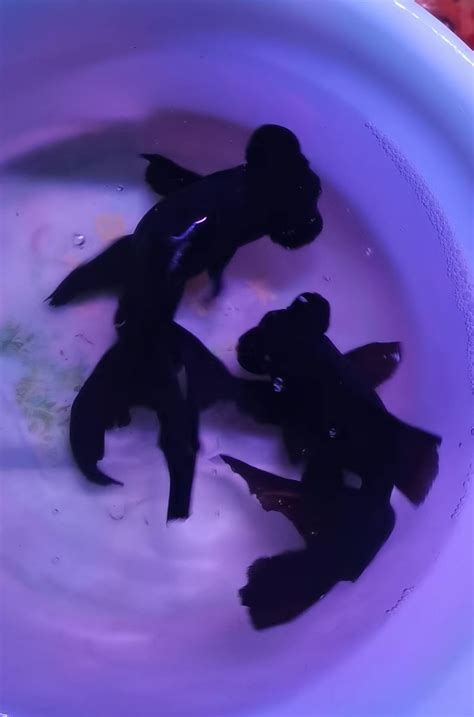 黑龙睛冷水观赏鱼大眼鱼黑金鱼苗水族宠物好养耐活淡水小型鱼活鱼 虎窝淘