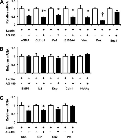 Effects Of Jak Stat Inhibition On Hsc Response To Leptin Primary Rat