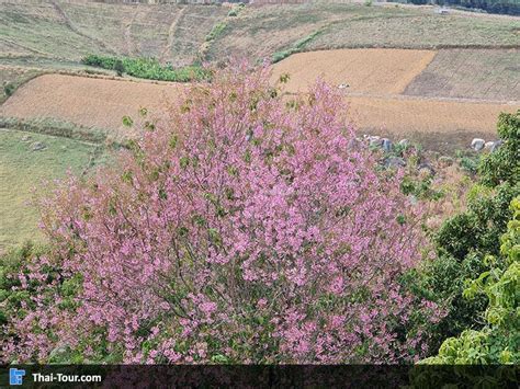 ดอกพญาเสือโคร่ง ภูลมโล