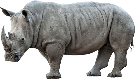Rhinoceros Png Pic
