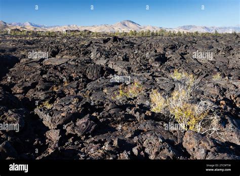Small Plants And Vegetation Growing Out Of The Lava Field Along The
