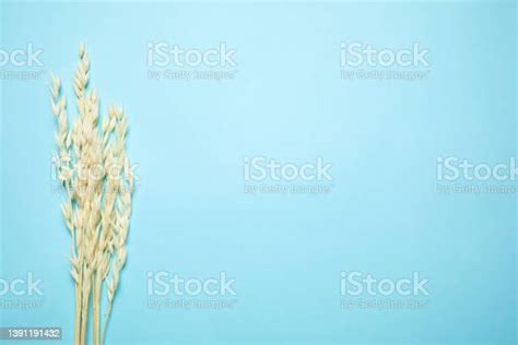 연한 파란색 배경에 말린 꽃다발 평평하게 누워 있습니다 텍스트를 위한 공간 0명에 대한 스톡 사진 및 기타 이미지 0명 가을 갈대속 벼과 Istock