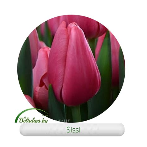Купить тюльпаны оптом Sissi в Минске Беларусь