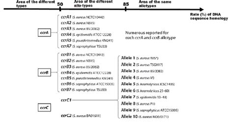 Illustration Of Ccr Gene Classification Adapted From 41 Download Scientific Diagram