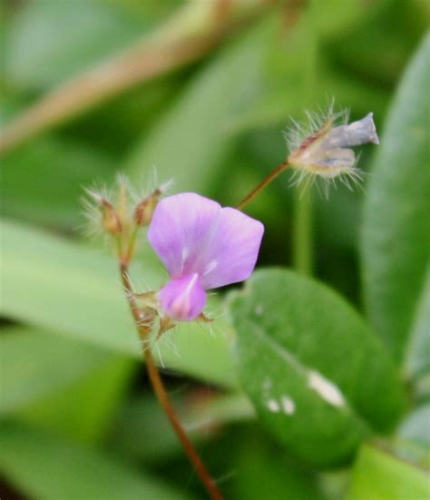 Desmodium Heterophyllum Willd Dc Subang Jaya Selangor Flickr