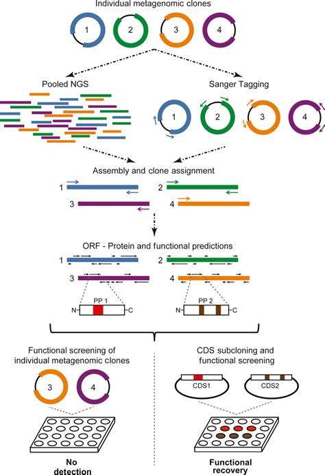 Pipeline Overview Isolated Metagenomic Clones Are Pooled In One Sample Download Scientific