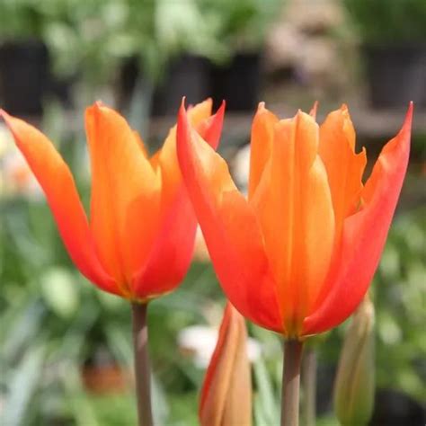 Ballerina' Premium Dutch Tulip Bulbs for Sale | Ashridge