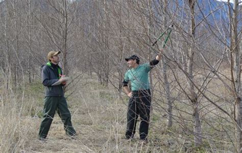 Researchers Uncover Cause Of Tree Killing Fungus Canada Journal News Of The World