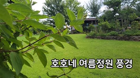 호호네 여름정원풍경 백합 촛불맨드라미 에키네시아 다알리아 눈이 시원한 여름정원 Youtube