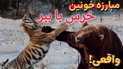 مبارزه کاملا واقعی خرس با ببر از دیدنش لذت ببرید Youtube