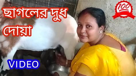 ছাগলের দুধ দোয়া Video Youtube