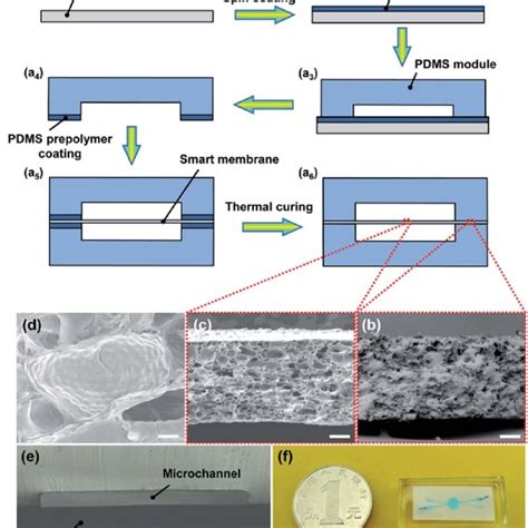 Fabrication And Morphology Of The Microfluidic Membrane Device A Download Scientific Diagram