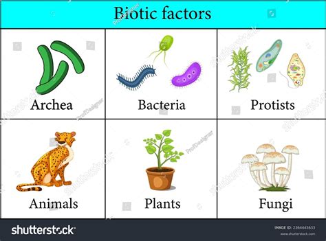 Biotic Factor Over 29 Royalty Free Licensable Stock Illustrations And Drawings Shutterstock