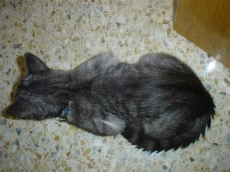 Conejicos Mi Gatita China Fotos Nuevas Otras Mascotas