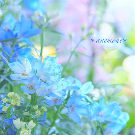 デルフィニウム Delphinium flower 花の写真 デルフィニウム 美しい花