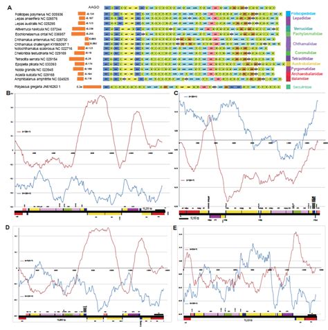 Architecture And Skews In The Thecostraca A Gc Skews Gene Orders