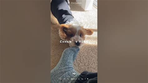 Cookie‘s Mini Vlog Puppy Cavapoo Cavapoopuppy Cavapooworld