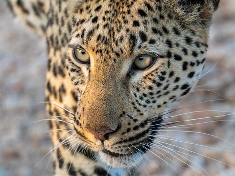 Female Leopard  Klaserie Sa David Esterline Flickr