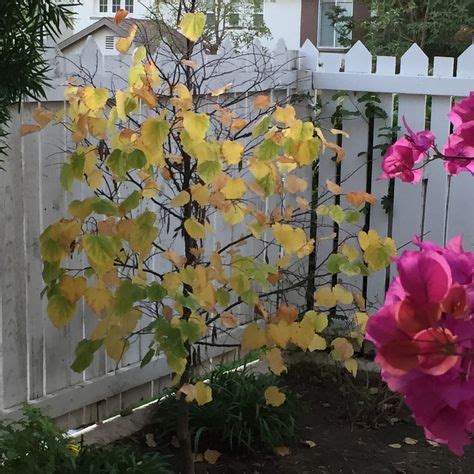 15 Best The Rising Sun Redbud Ideas Rising Sun Redbud Seasons Sunrise