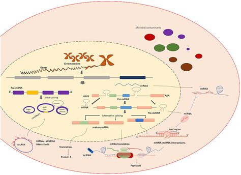 Overview Of Transcriptomics Products And Biomolecules Interaction Download Scientific Diagram