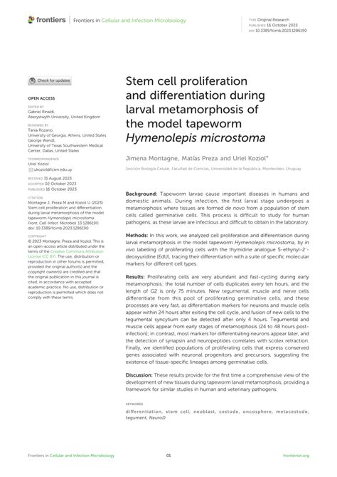 Pdf Stem Cell Proliferation And Differentiation During Larval Metamorphosis Of The Model