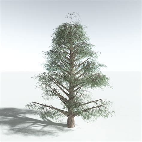 Everyplant Kauri Pine For Vue