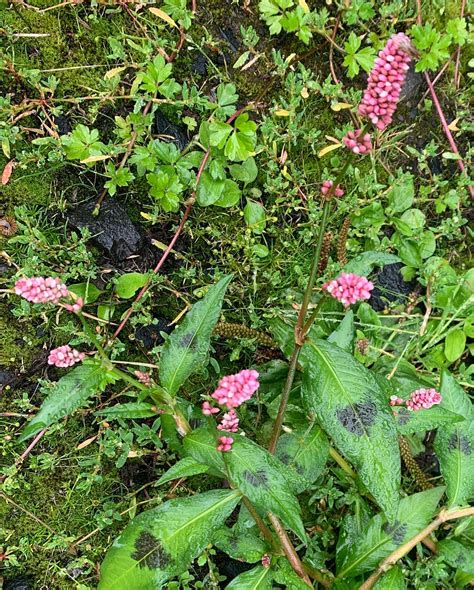 Plant Faqs Persicaria Virginiana