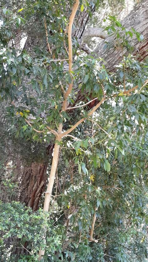 How To Propagate Raukaua Laetevirens Propagate One